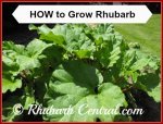 Rhubarb Blog